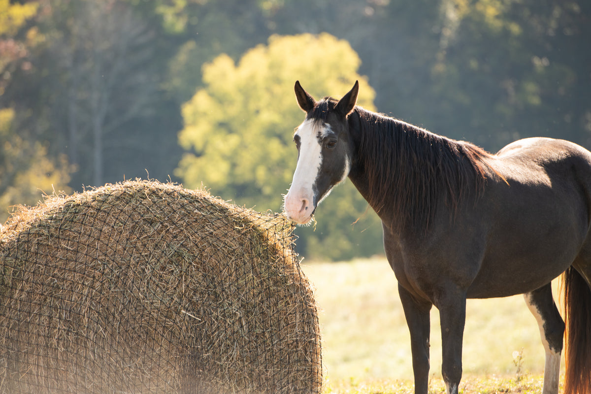 How Long Will a Round Bale Last? – Texas Haynet