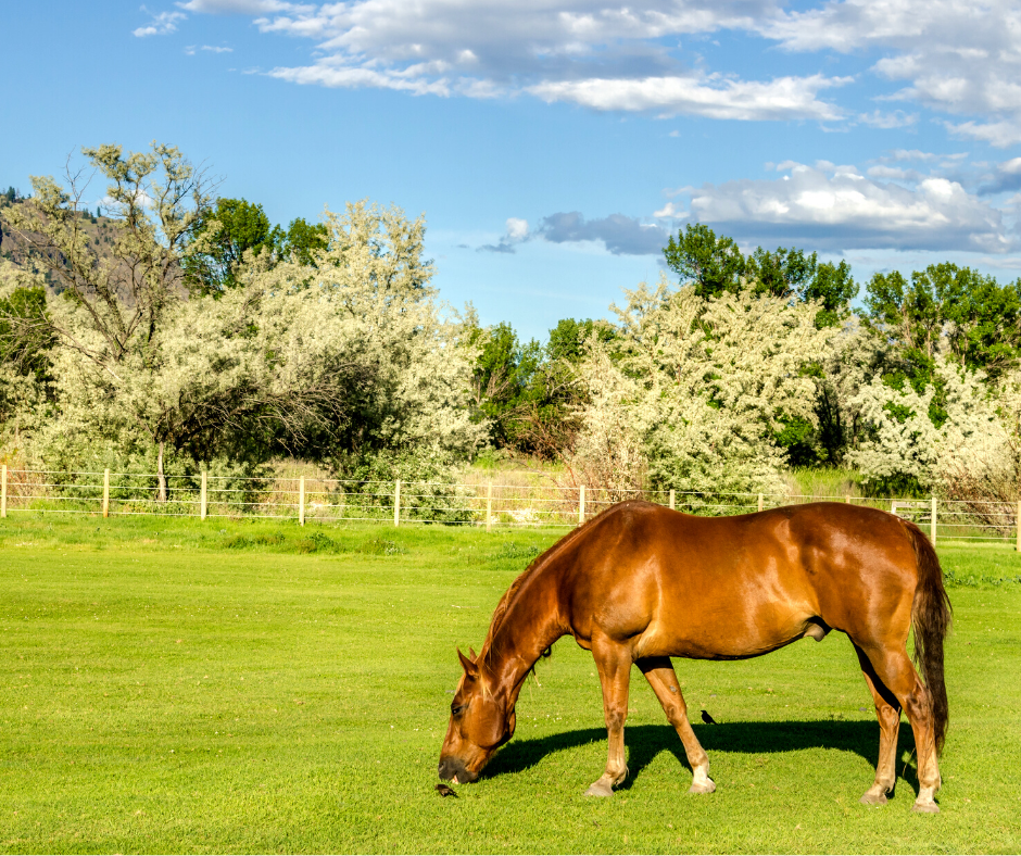 Pasture Management 101 – Texas Haynet